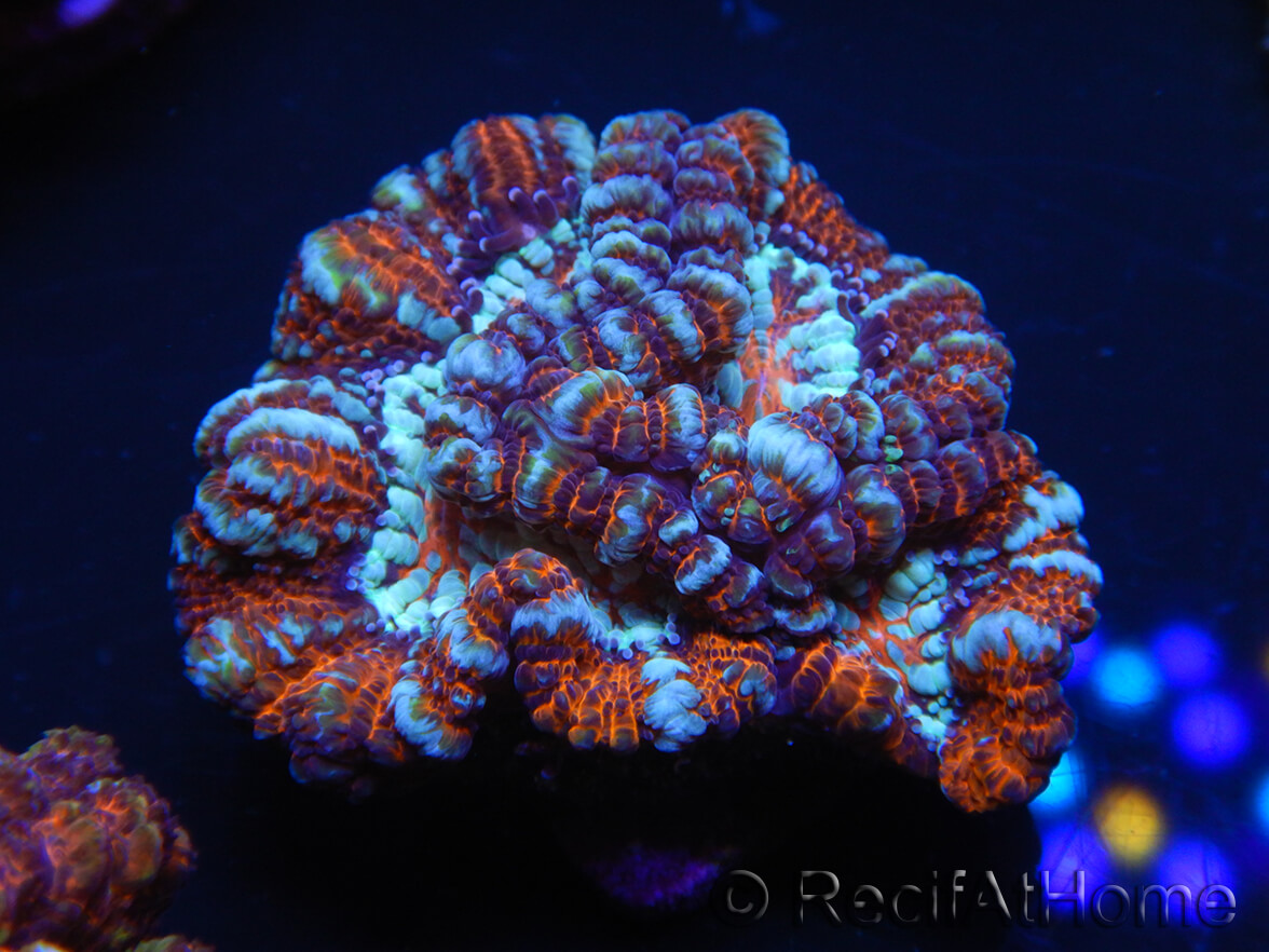 WYSIWYG Australophyllia wilsoni 9 (4 cm)