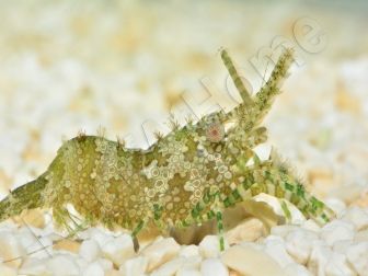 Female Saron marmoratus