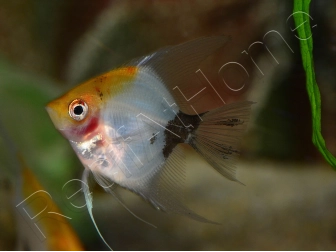 Red Devil Angelfish - Pterophyllum scalare (South America)