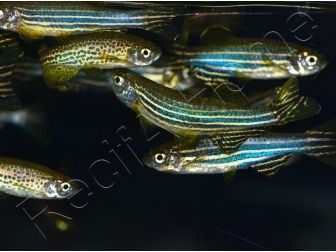 Zebra fish - Danio rerio (Asia)