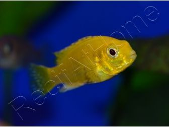 Yellow Labido - Labidochromis caeruleus - 5-6cm (Africa - Lake Malawi)