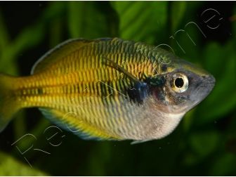 Boeseman's Rainbowfish - Melanotaenia boesemani (Papua/Australia)