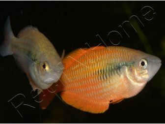 Rainbowfish - Melanotaenia parva (Papua/Australia)
