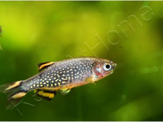 Microrasbora galaxy - Danio margaritatus (Asia)