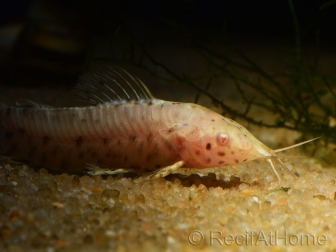 Hoplosternum thoracatum albino (South America)